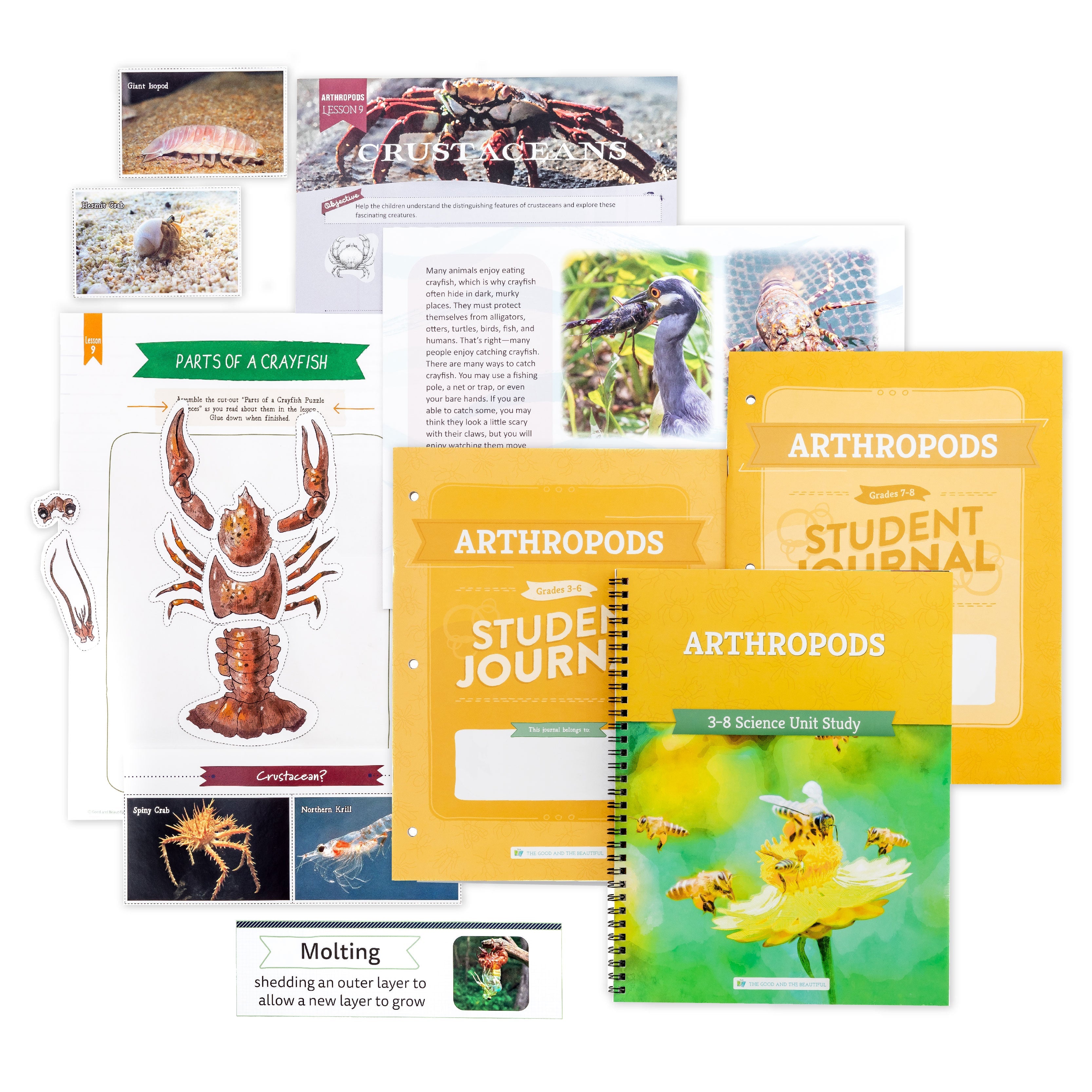 Arthropods – The Good and the Beautiful