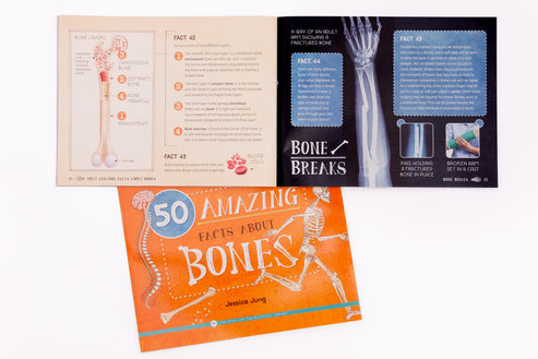 50 Amazing Facts About Bones: by Jessica Jung – The Good and the Beautiful