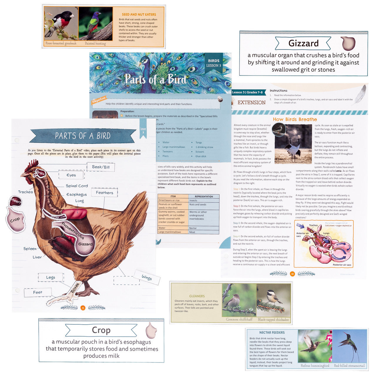 Birds: Course Book | The Good and the Beautiful