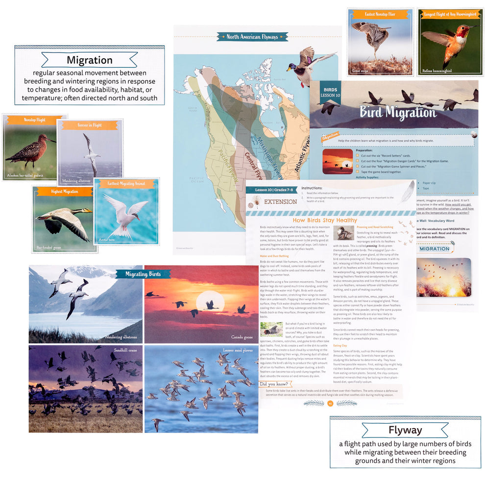 Birds: Course Book | The Good and the Beautiful