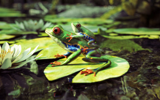 Baby Frogs – The Good and the Beautiful