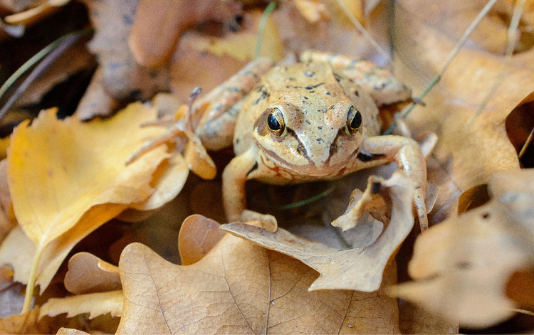 Baby Frogs – The Good and the Beautiful