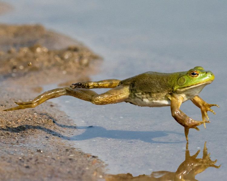 Baby Frogs – The Good and the Beautiful