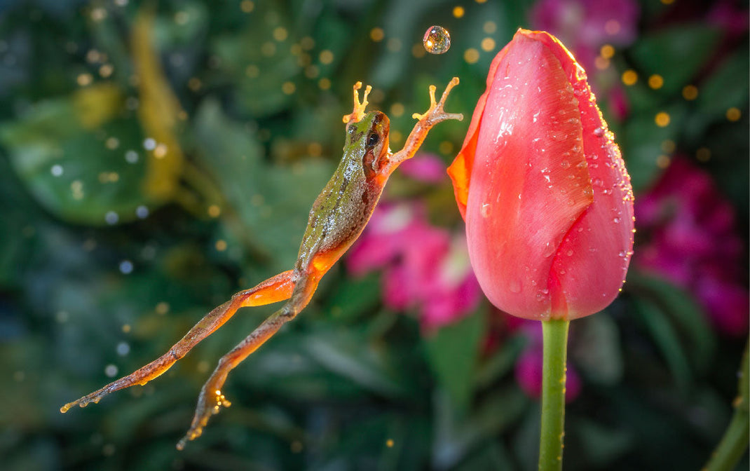 Baby Frogs – The Good and the Beautiful