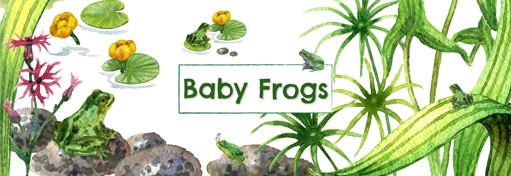 Baby Frogs – The Good and the Beautiful