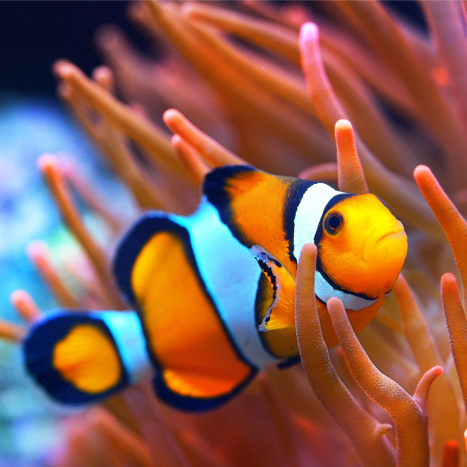 Do Fish Sleep? – The Good and the Beautiful