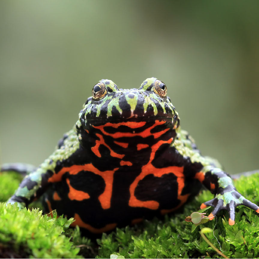 How to Draw a Frog – The Good and the Beautiful