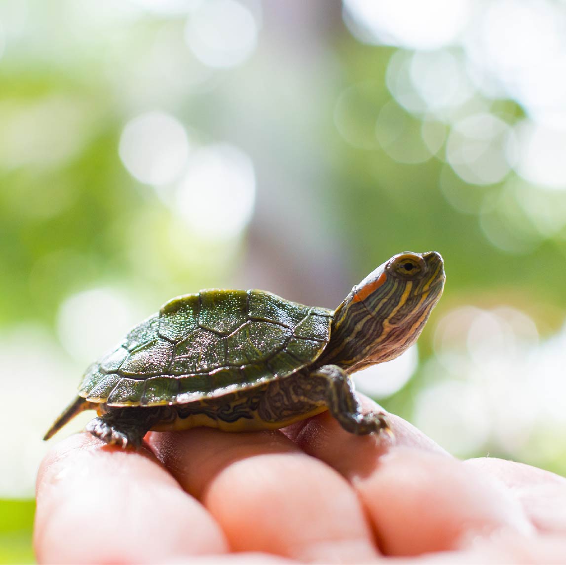 Are Turtles Reptiles? | The Good and the Beautiful
