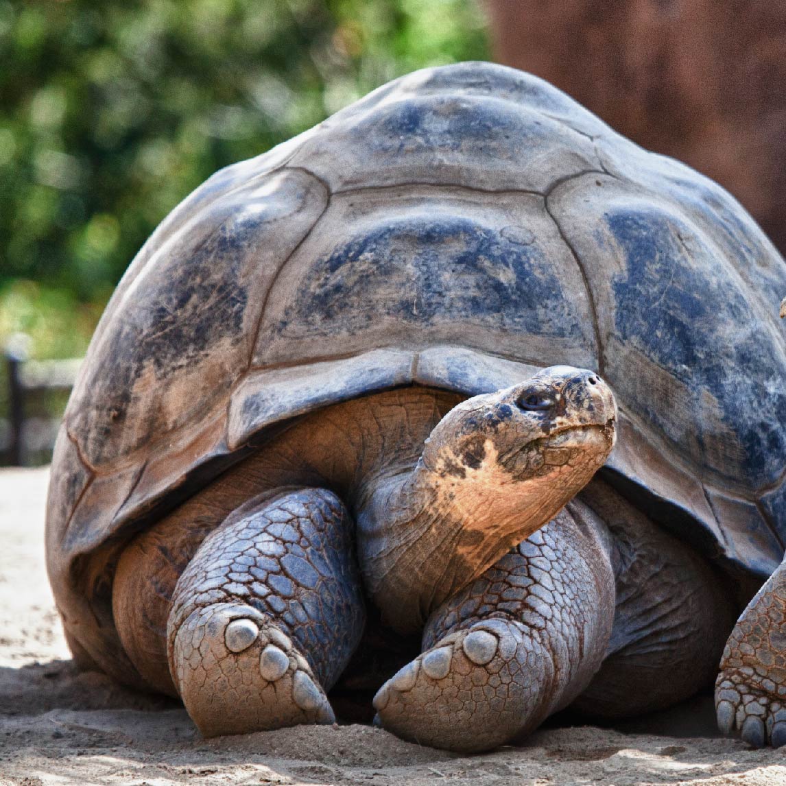 Are Turtles Reptiles? | The Good and the Beautiful