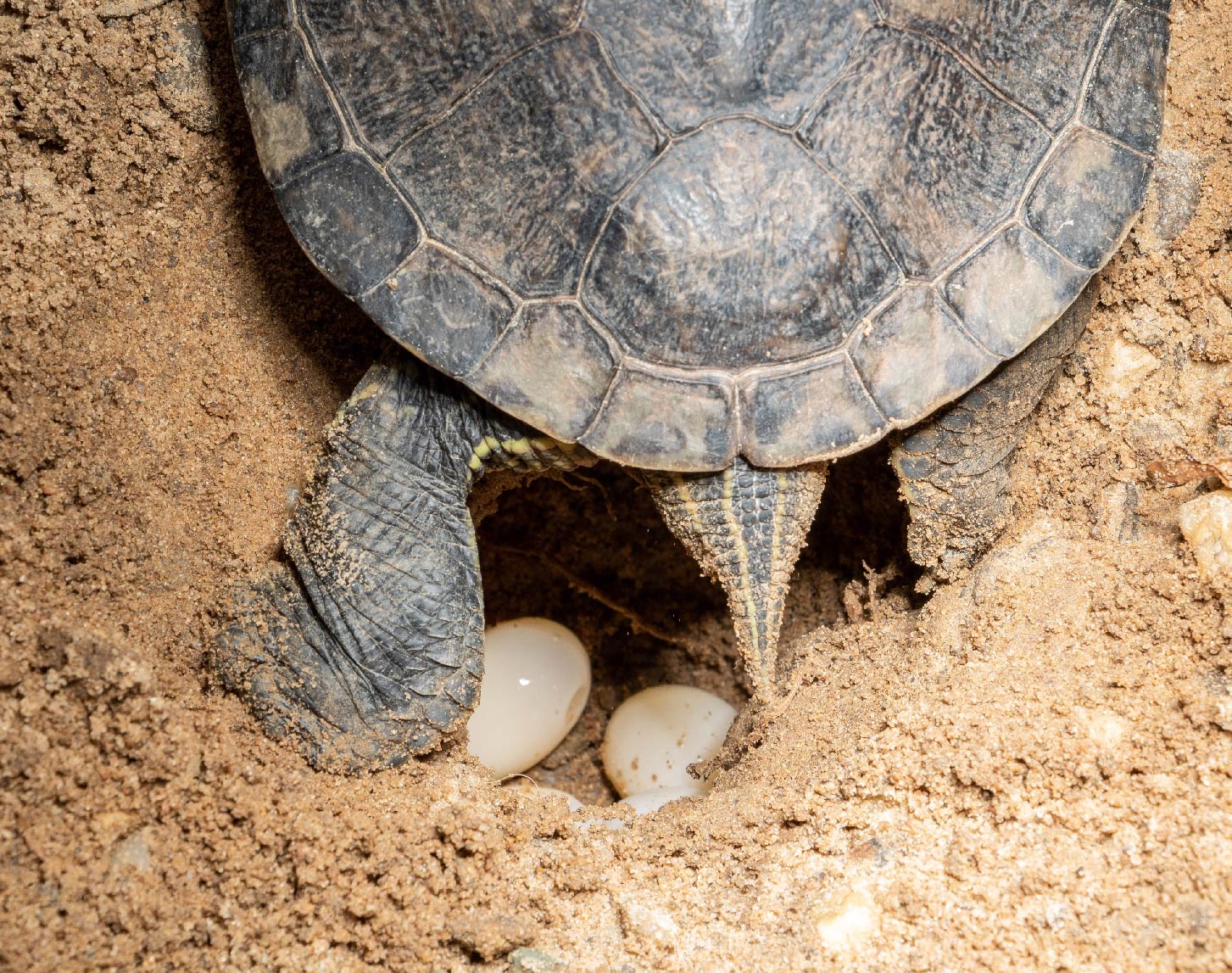 Are Turtles Reptiles? | The Good and the Beautiful