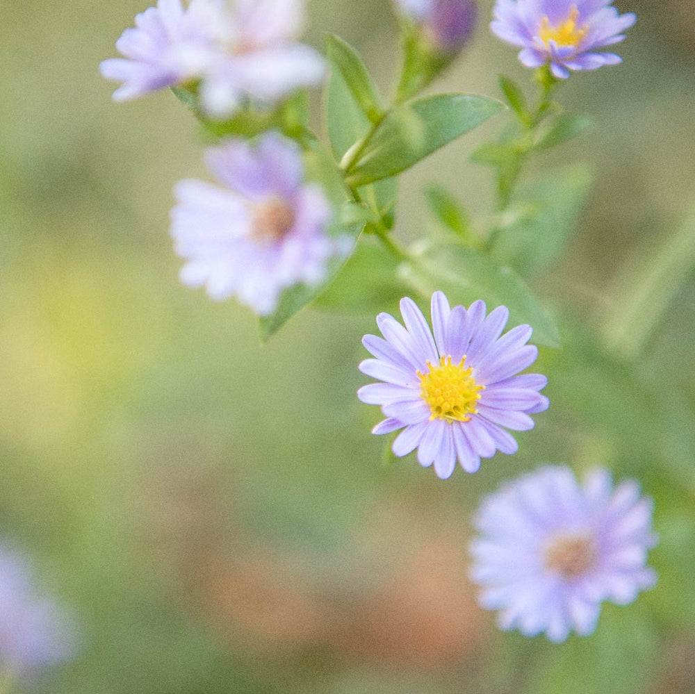 Math in Nature: It's Stunning! | The Good and the Beautiful