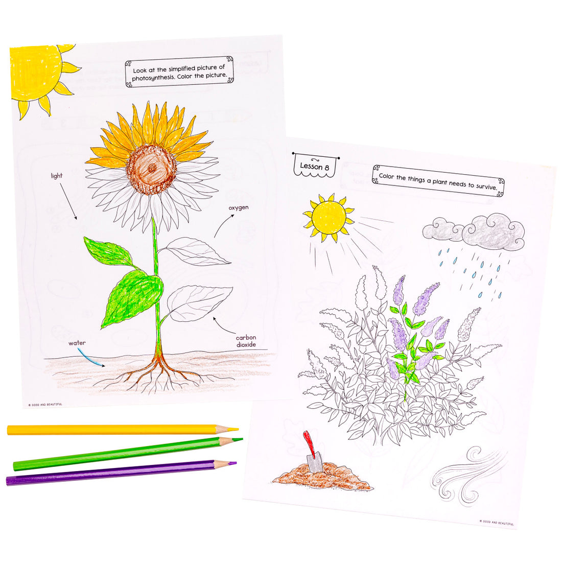 Botany: Science Activity Book – The Good and the Beautiful