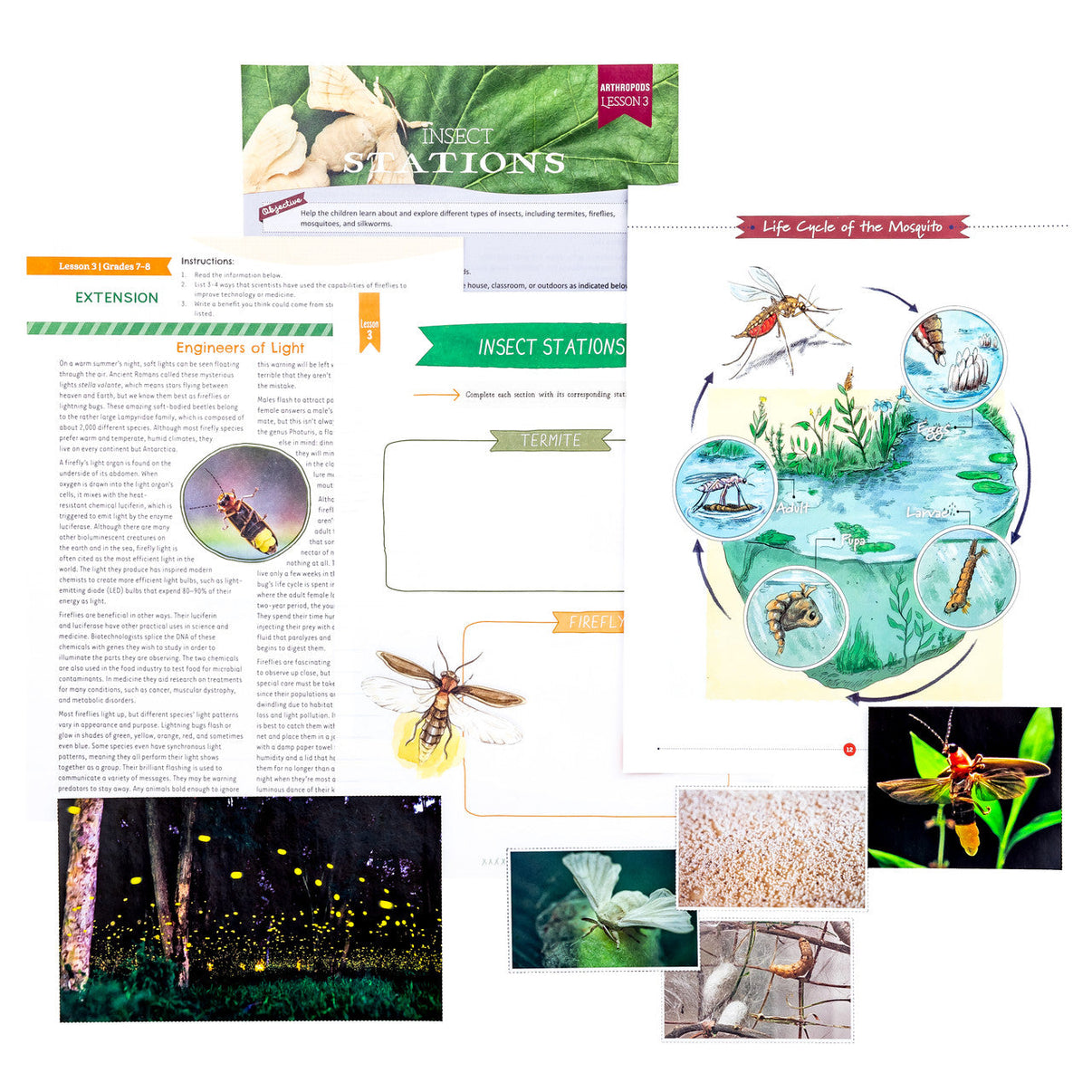Arthropods – The Good and the Beautiful