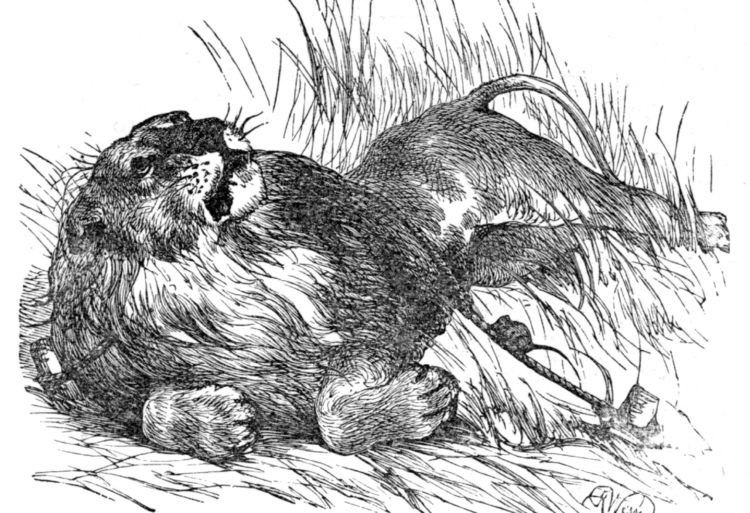 The Lion and the Mouse – The Good and the Beautiful
