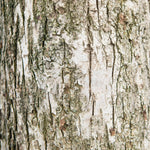 Tree Bark Identification | The Good and the Beautiful