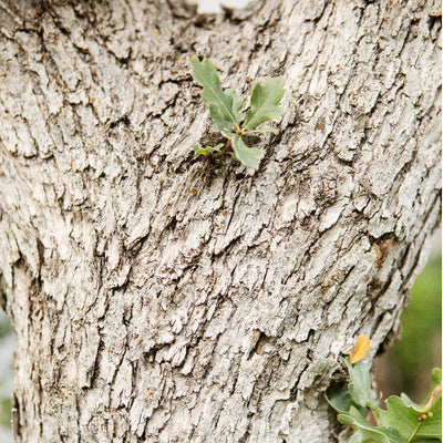 Tree Bark Identification The Good And The Beautiful