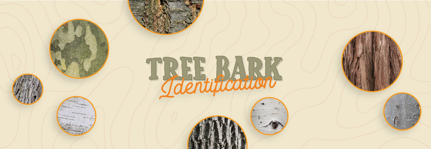 Tree Bark Identification | The Good and the Beautiful