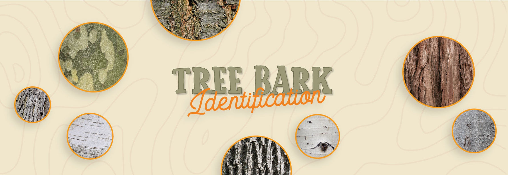 Tree Bark Identification | The Good and the Beautiful