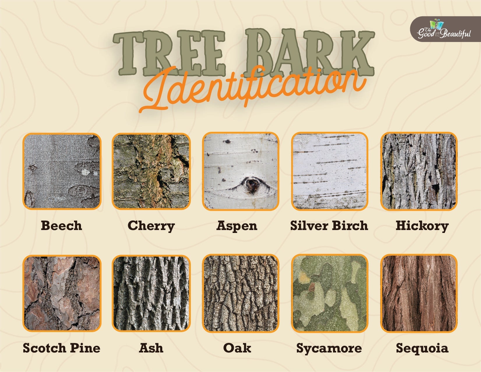 Tree Bark Identification | The Good and the Beautiful