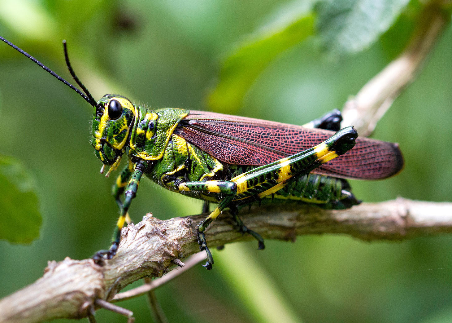 What Do Grasshoppers Eat? | The Good and the Beautiful