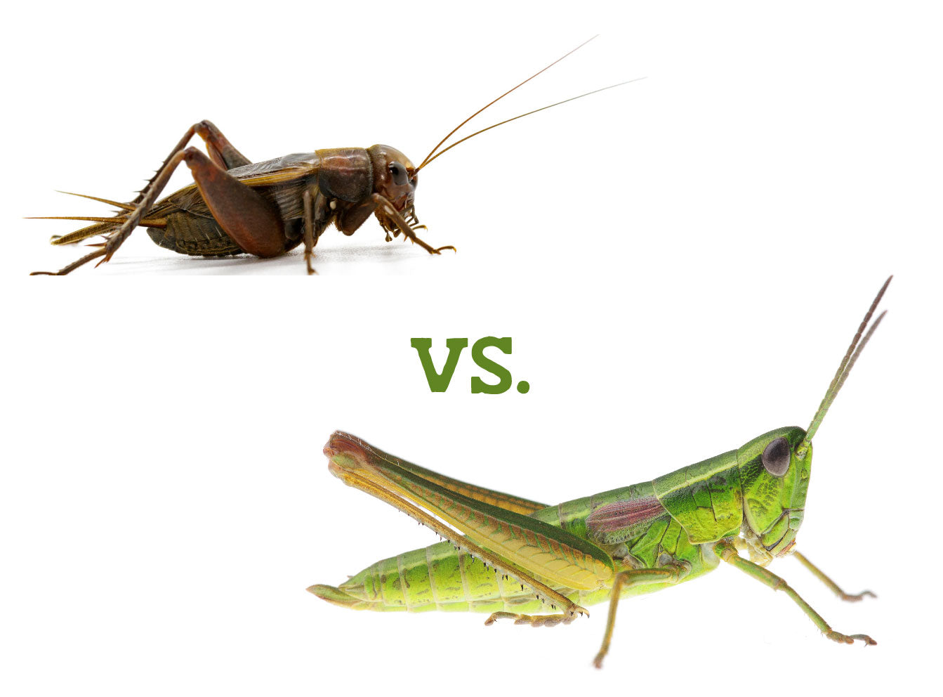 What Do Grasshoppers Eat? | The Good and the Beautiful