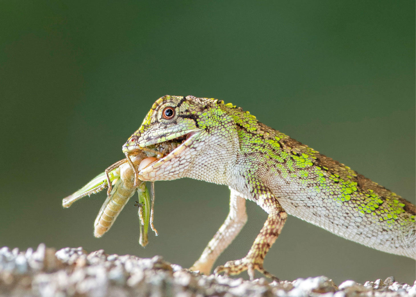 What Do Grasshoppers Eat? | The Good and the Beautiful