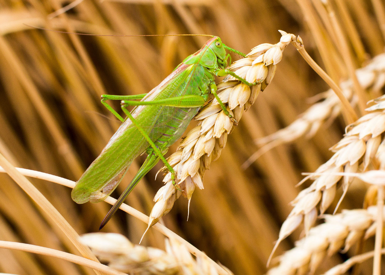 What Do Grasshoppers Eat? | The Good and the Beautiful